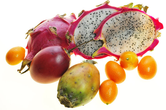 Exoten Imagens – Procure 1,412 fotos, vetores e vídeos | Adobe Stock