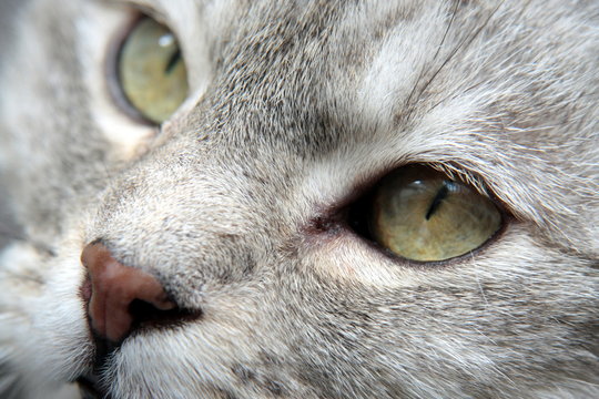 รูปภาพSchnurrhaare – เลือกดูภาพถ่ายสต็อก เวกเตอร์ และวิดีโอ2,890 ...