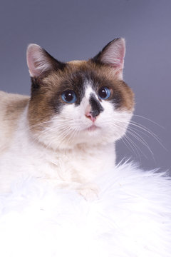 Loucher Bilder – Durchsuchen 122 Archivfotos, Vektorgrafiken und Videos ...