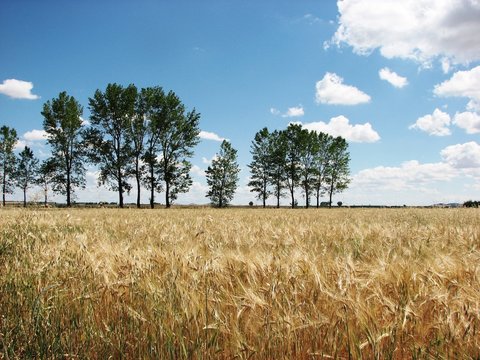 Siega Images – Browse 385 Stock Photos, Vectors, and Video | Adobe Stock