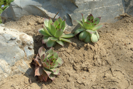 Succulenta Изображения: просматривайте стоковые фотографии, векторные изображения и видео в ...