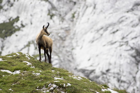 Gemse Images – Browse 41 Stock Photos, Vectors, and Video | Adobe Stock