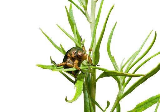 Coleopter Images – Browse 205 Stock Photos, Vectors, and Video | Adobe ...