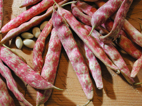 รูปภาพBacello – เลือกดูภาพถ่ายสต็อก เวกเตอร์ และวิดีโอ249 | Adobe Stock