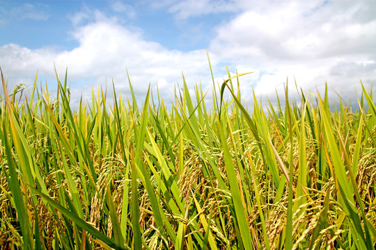 Ricefield Images – Browse 6,432 Stock Photos, Vectors, and Video ...