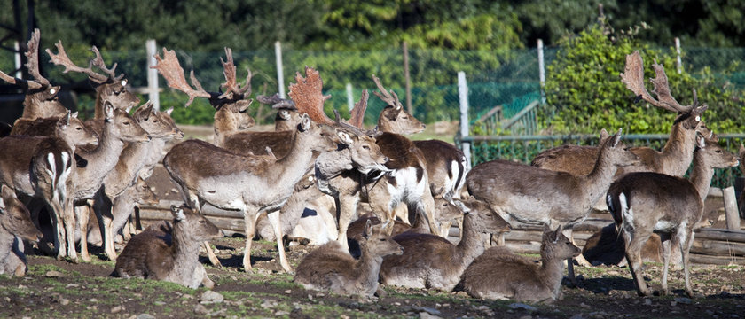 Daini Images – Browse 207 Stock Photos, Vectors, and Video | Adobe Stock