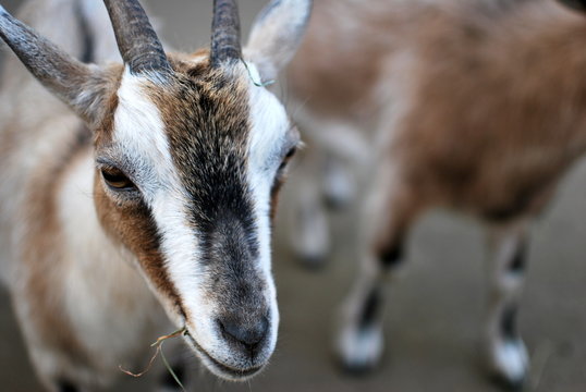 รูปภาพZickig – เลือกดูภาพถ่ายสต็อก เวกเตอร์ และวิดีโอ555 | Adobe Stock