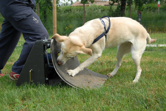 315 BEST Flyball IMAGES, STOCK PHOTOS & VECTORS | Adobe Stock