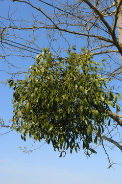 "Boule De Gui" Images – Browse 21 Stock Photos, Vectors, and Video ...