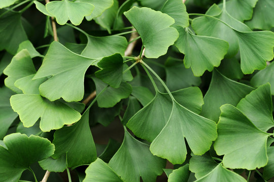 รูปภาพGenesung – เลือกดูภาพถ่ายสต็อก เวกเตอร์ และวิดีโอ7,190 | Adobe Stock