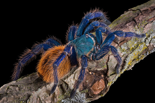 Tarantula Bilder – Durchsuchen 30,803 Archivfotos, Vektorgrafiken und ...
