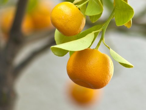 Kalamondin Images – Browse 40 Stock Photos, Vectors, and Video | Adobe ...