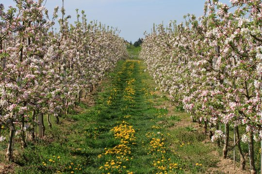 「Obstplantage」の画像 - 3,125 件の Stock 写真、ベクターおよびビデオ | Adobe Stock