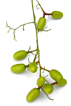 Margosier Images – Browse 50 Stock Photos, Vectors, and Video | Adobe Stock