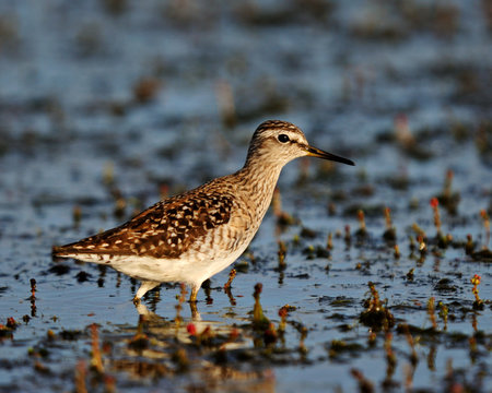 Imagens de Piro – Explore Fotografias do Stock, Vetores e Vídeos de 430 ...