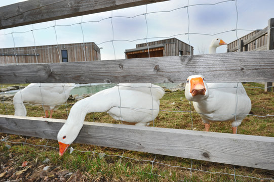 Mastgans Bilder – Durchsuchen 482 Archivfotos, Vektorgrafiken und ...
