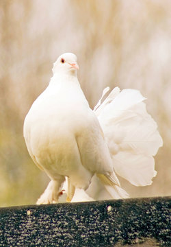 Zuchttauben Bilder – Durchsuchen 298 Archivfotos, Vektorgrafiken und ...