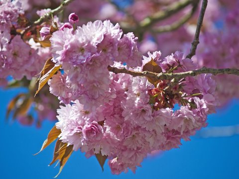 "Japanische Kirsche" - Images et vidéos libres de droits | Adobe Stock