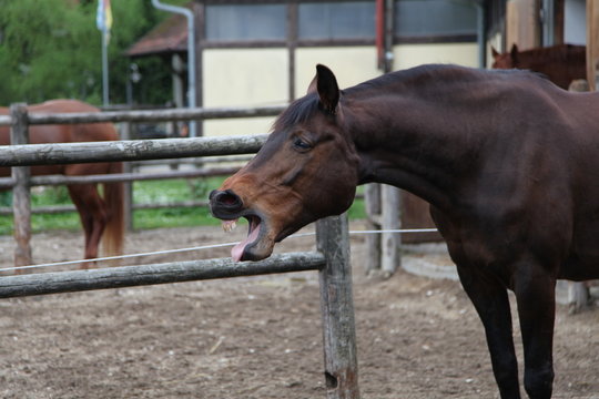 Pferdegebiss Images – Browse 42 Stock Photos, Vectors, and Video ...