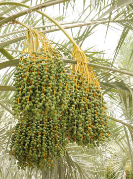"Green Dates" Bilder – Durchsuchen 48 Archivfotos, Vektorgrafiken und ...