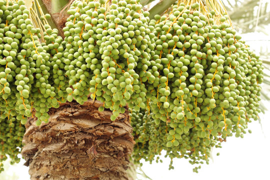 "Green Dates" Bilder – Durchsuchen 48 Archivfotos, Vektorgrafiken und ...