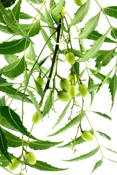 「Margosier」の画像 - 50 件の Stock 写真、ベクターおよびビデオ | Adobe Stock