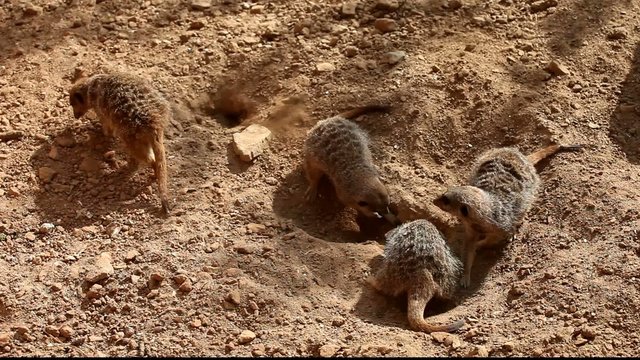 Suricates Images – Browse 59,869 Stock Photos, Vectors, and Video ...