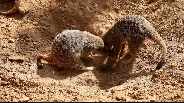Suricates Images – Browse 59,869 Stock Photos, Vectors, and Video ...