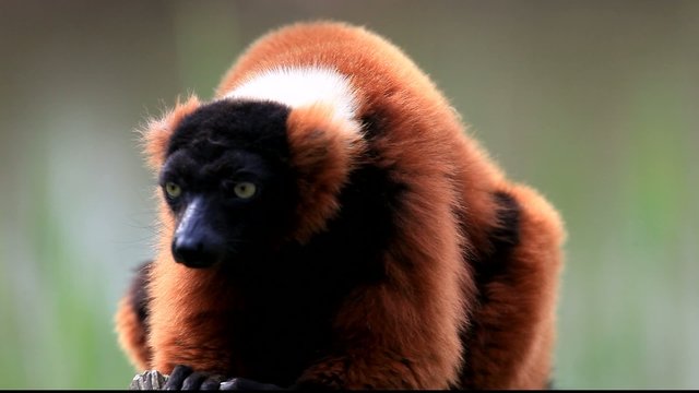 "Roter Vari" Images – Browse 77 Stock Photos, Vectors, and Video ...