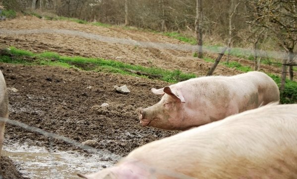 รูปภาพPorcins – เลือกดูภาพถ่ายสต็อก เวกเตอร์ และวิดีโอ40 | Adobe Stock