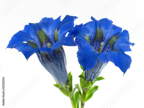 "Enzian" Stockfotos und lizenzfreie Bilder auf Fotolia.com - Bild 22562133