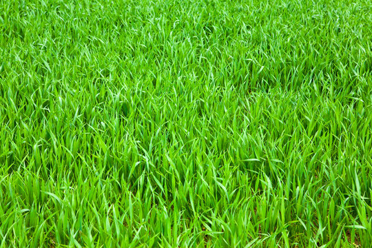 「Futtergras」の画像 - 80 件の Stock 写真、ベクターおよびビデオ | Adobe Stock