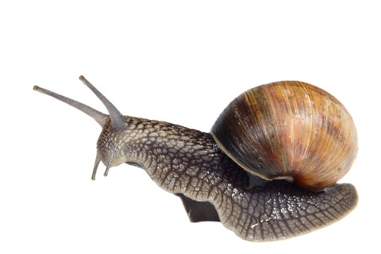 Obrazy ("French Snail") — zdjęcia, wektory i wideo bez tantiem (36 ...