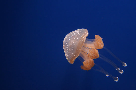 Schwabbelig Images – Browse 5 Stock Photos, Vectors, and Video | Adobe ...