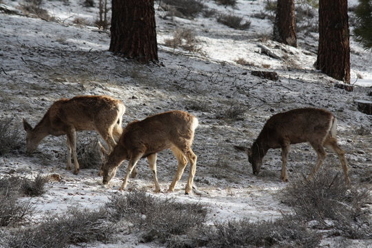 Cervi 이미지 – 찾아보기 858 스톡 사진, 벡터 및 비디오 | Adobe Stock