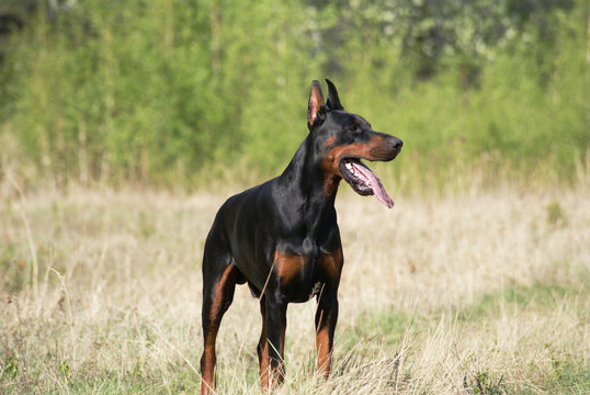 Doberman Images – Browse 35,382 Stock Photos, Vectors, and Video ...