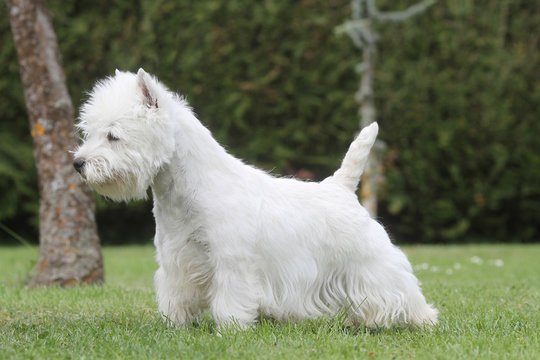 รูปภาพWestie – เลือกดูภาพถ่ายสต็อก เวกเตอร์ และวิดีโอ34,367 | Adobe Stock