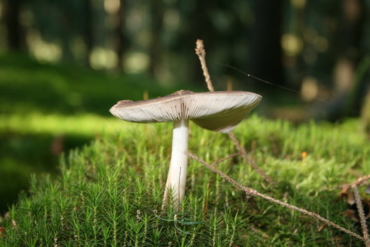 รูปภาพPilz – เลือกดูภาพถ่ายสต็อก เวกเตอร์ และวิดีโอ75,537 | Adobe Stock