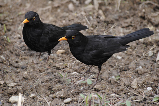 รูปภาพMerlo – เลือกดูภาพถ่ายสต็อก เวกเตอร์ และวิดีโอ2,174 | Adobe Stock