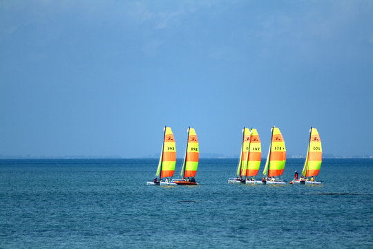 Imágenes de "Hobby Cat": descubre bancos de fotos, ilustraciones ...