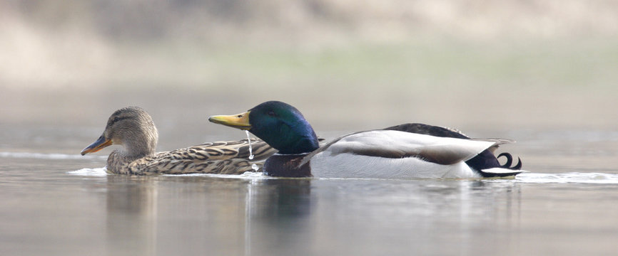 Enten bilder – Bläddra bland 15,863 stockfoton, vektorer och videor ...