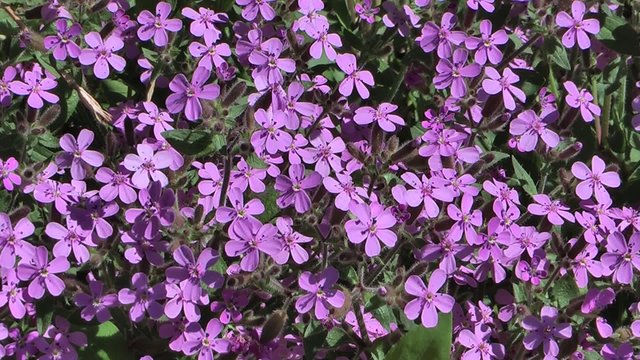 Viola Video Footage – Browse 9,294 HD Stock Video and Footage | Adobe Stock