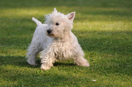 รูปภาพWesti – เลือกดูภาพถ่ายสต็อก เวกเตอร์ และวิดีโอ213 | Adobe Stock