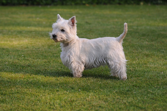 รูปภาพWesti – เลือกดูภาพถ่ายสต็อก เวกเตอร์ และวิดีโอ213 | Adobe Stock