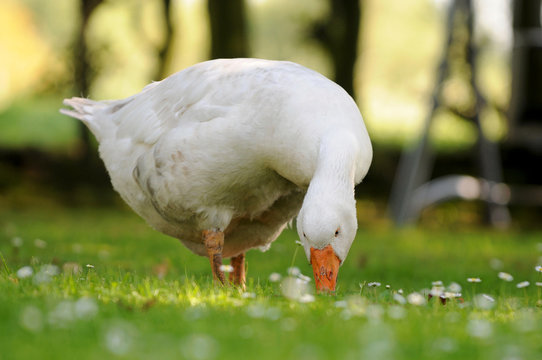 "Gans" Images – Browse 48,037 Stock Photos, Vectors, and Video | Adobe ...