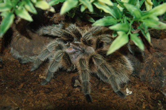 47 MEILLEURES Migale IMAGES, PHOTOS ET ILLUSTRATIONS VECTORIELLES STOCK ...