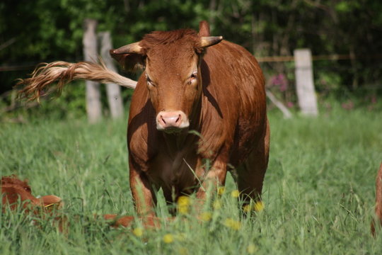 「Ochse」の画像 - 4,989 件の Stock 写真、ベクターおよびビデオ | Adobe Stock