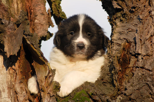 รูปภาพHerdenschutzhunde – เลือกดูภาพถ่ายสต็อก เวกเตอร์ และวิดีโอ99 ...