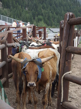 「Bullig」の写真素材 | 98件の無料イラスト画像 | Adobe Stock