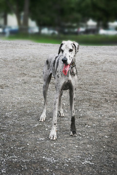 Boarhound-Bilder: Stock-Fotos & -Videos. | Adobe Stock